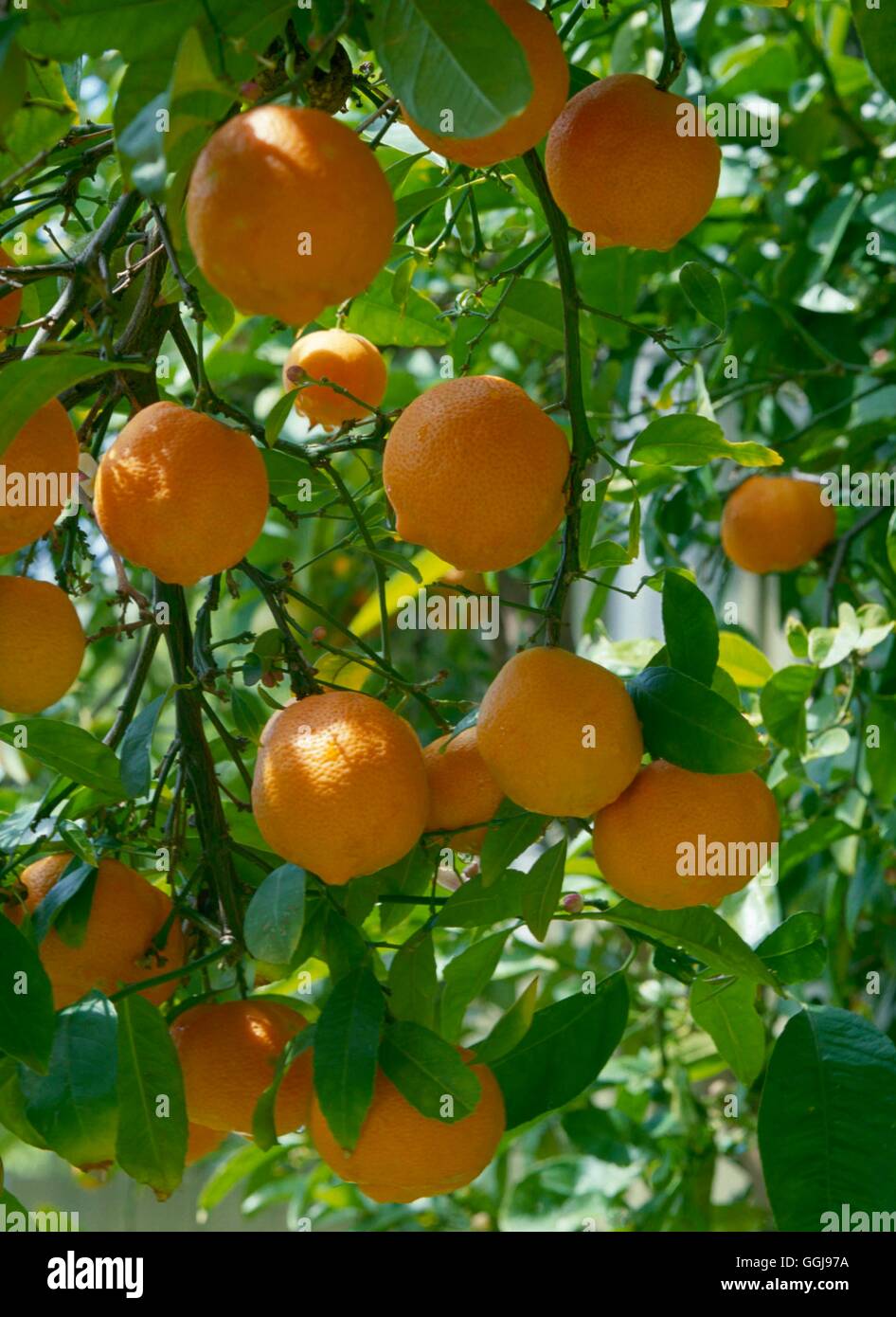 Bergamot citrus hi-res stock photography and images - Alamy
