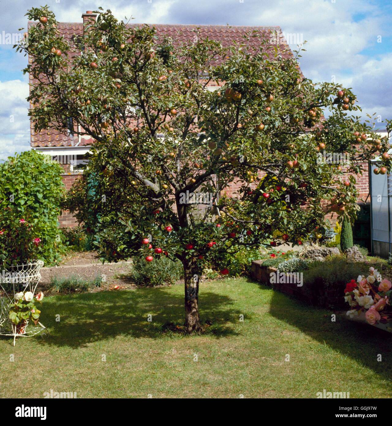 Apple - Family Tree - three varieties grafted on single trunk FRU016328 ...