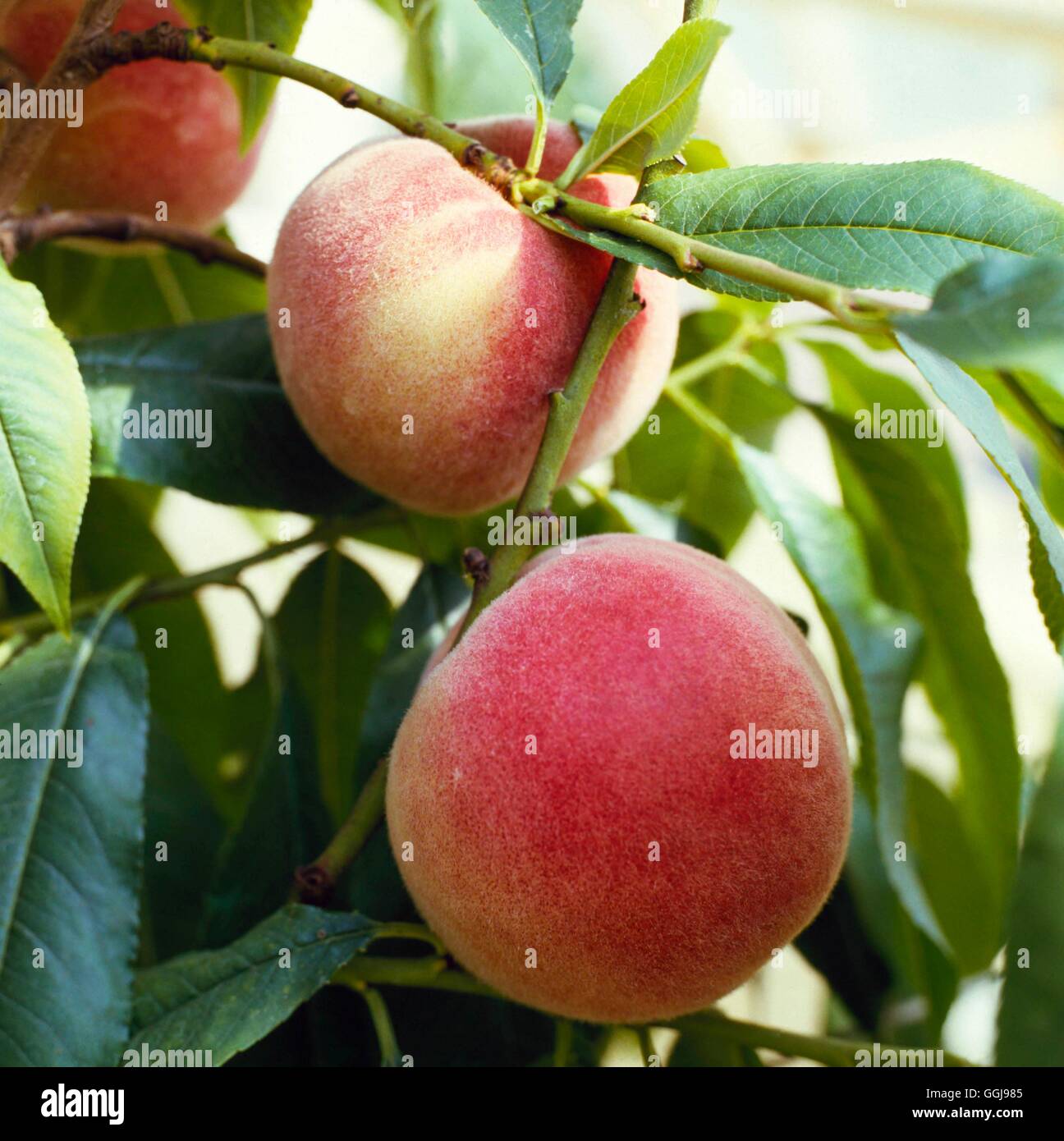 Peach - close-up detail of fruit. FRU017230 Stock Photo - Alamy