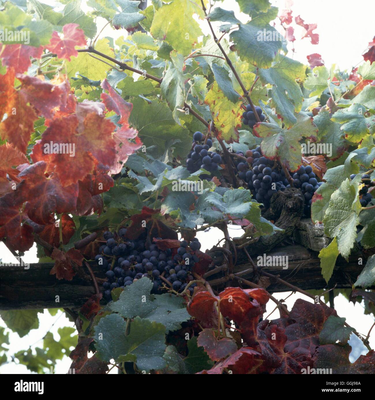 Grapes - in Autumn in Northern Italy FRU019194 Stock Photo - Alamy