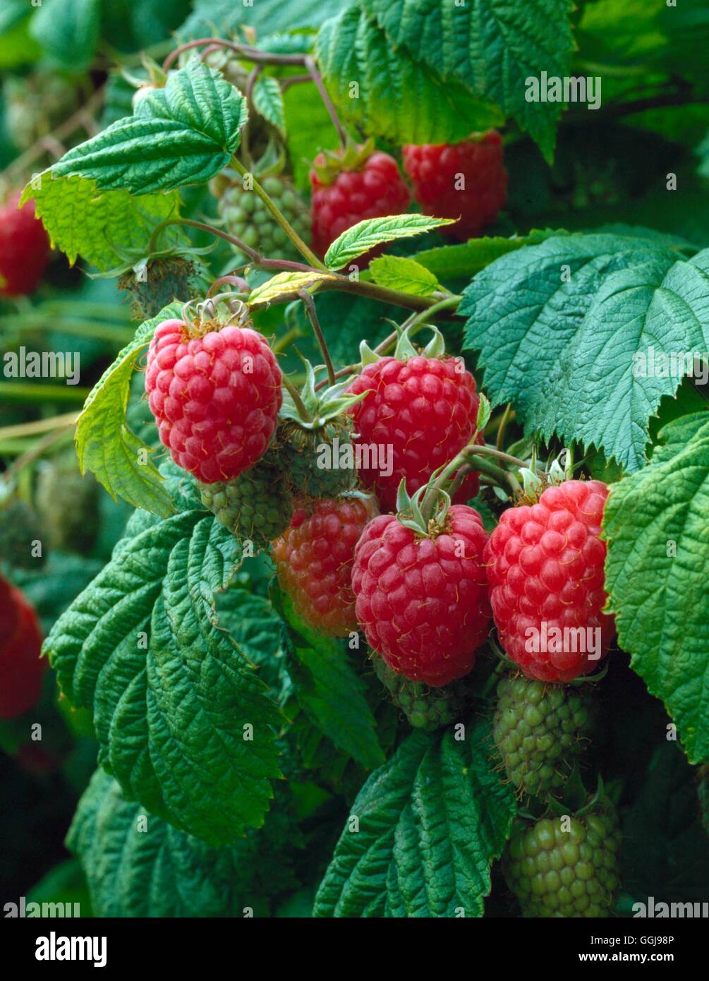 Raspberry - `Malling Jewel' FRU021248 Stock Photo - Alamy