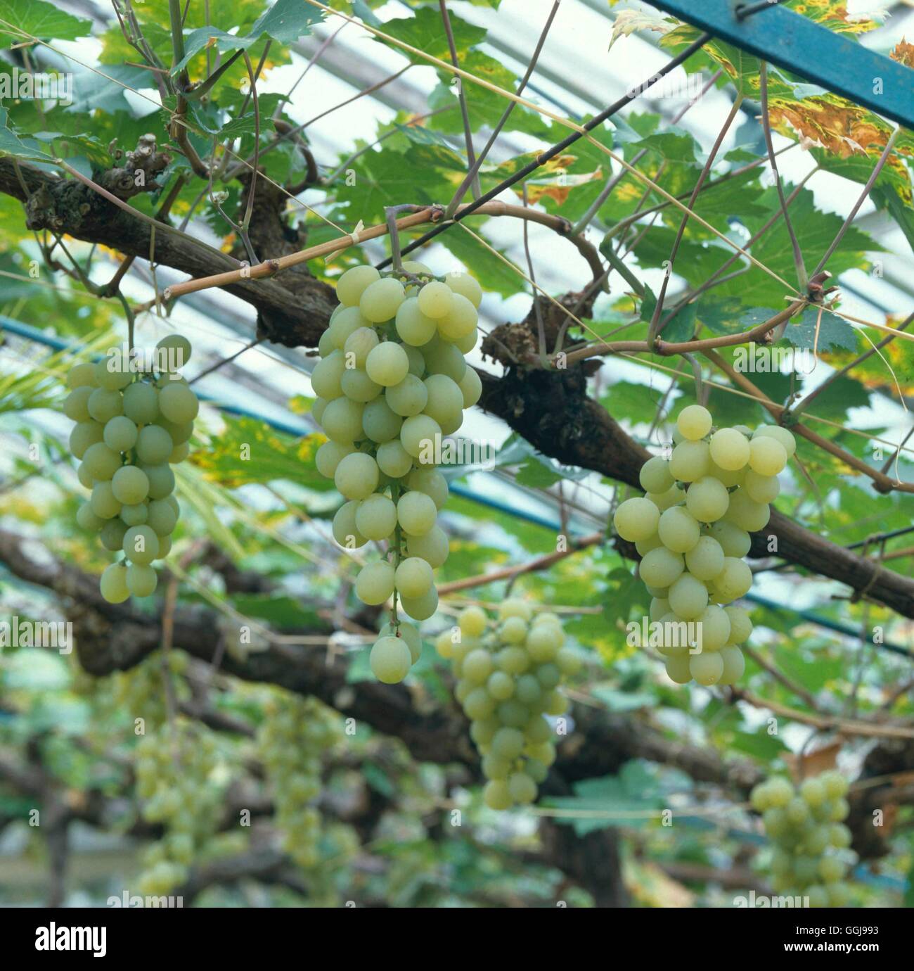Grape - `Muscat of Alexandria' FRU023042 Stock Photo - Alamy