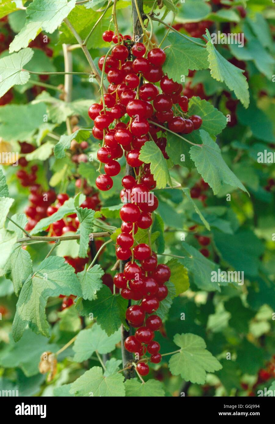 Redcurrant - `Red Lake' FRU023450 Stock Photo - Alamy