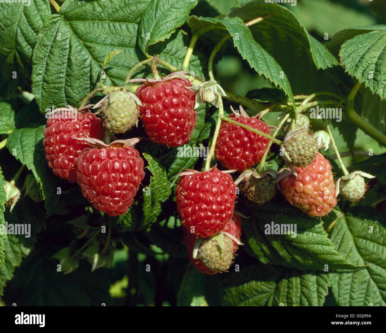 Autumn bliss raspberry hi-res stock photography and images - Alamy