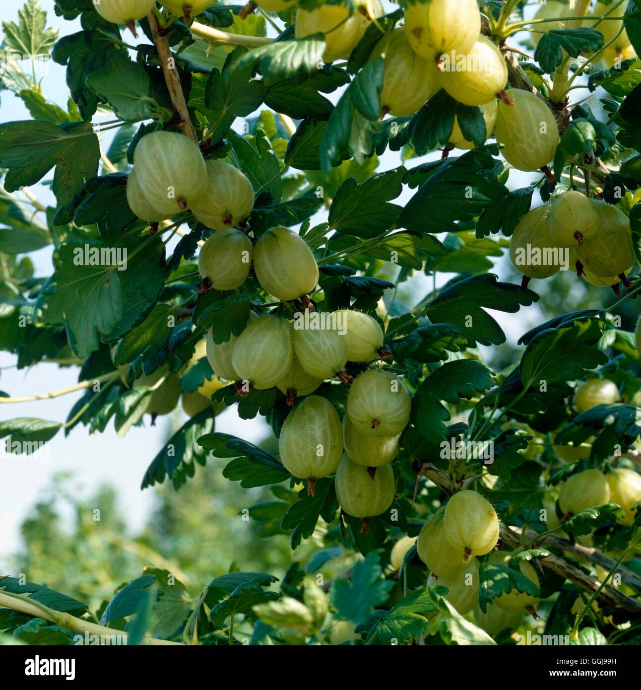 Gooseberry - `Invicta' AGM- (Culinary) FRU025209 Stock Photo - Alamy