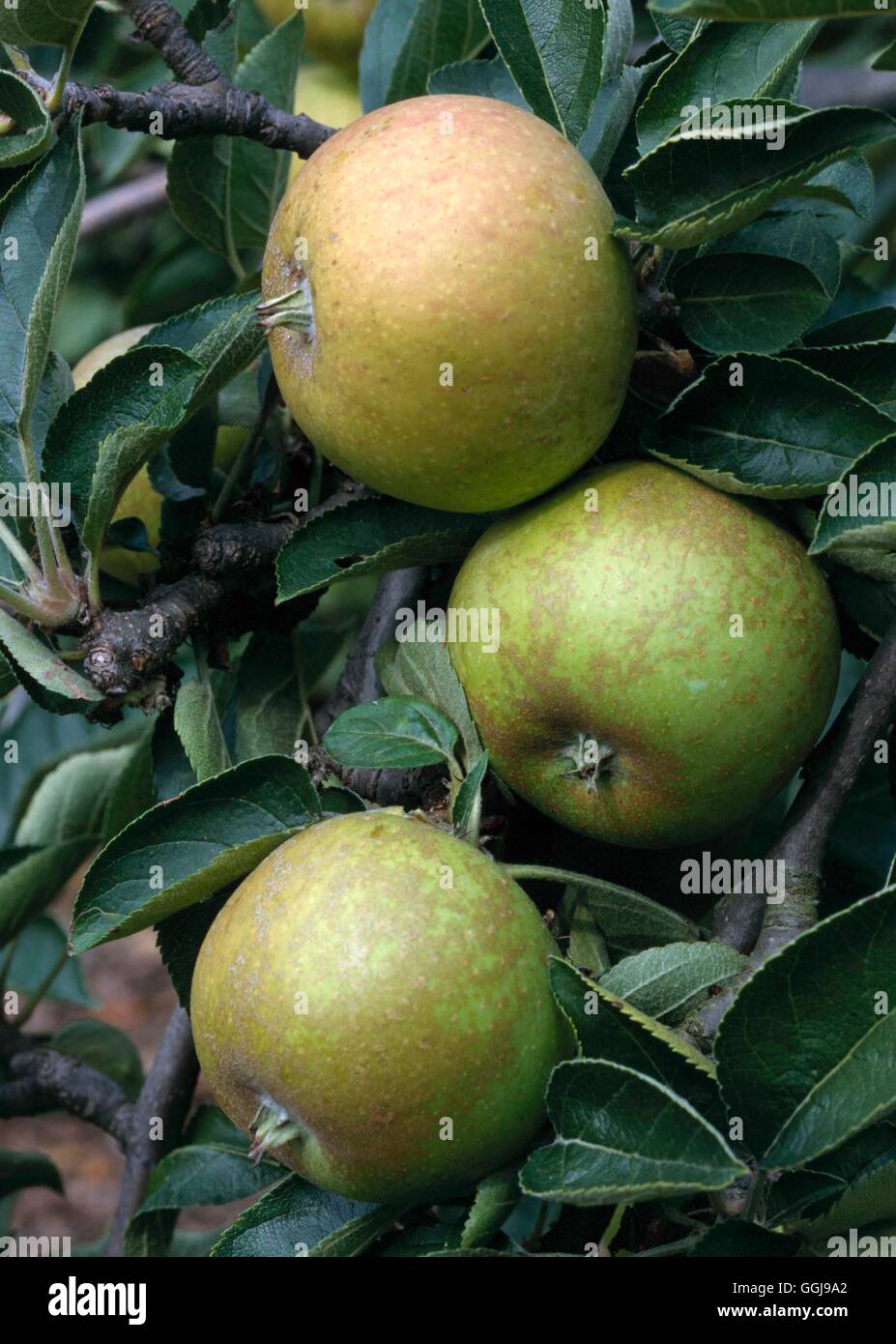 Apple ‘ashmead’s kernel hi-res stock photography and images - Alamy