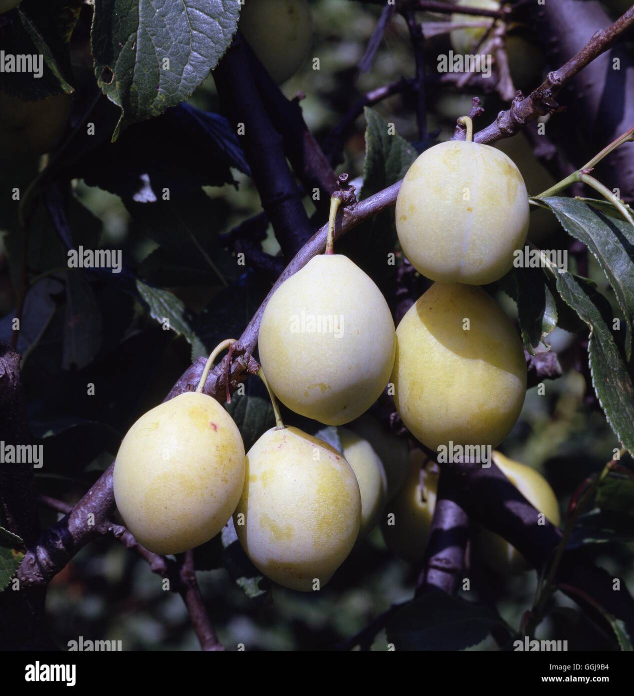 Date plum tree hi-res stock photography and images - Alamy