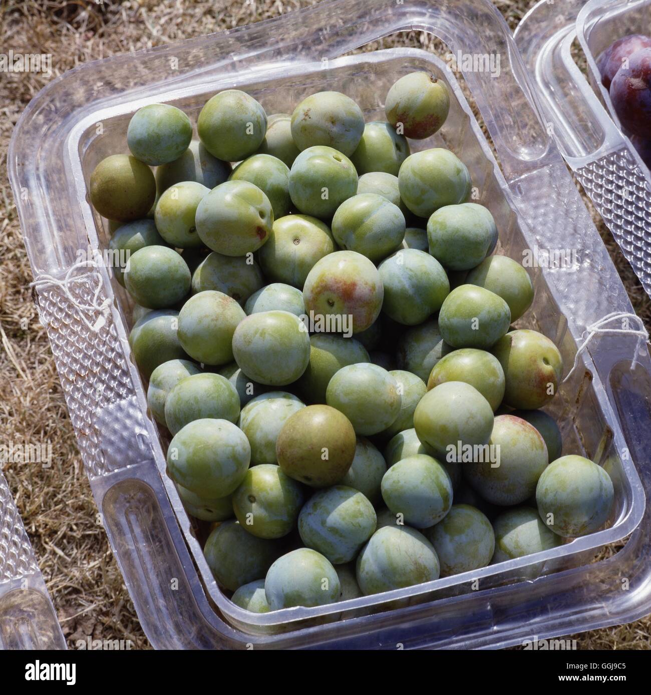 Date plum tree hi-res stock photography and images - Alamy