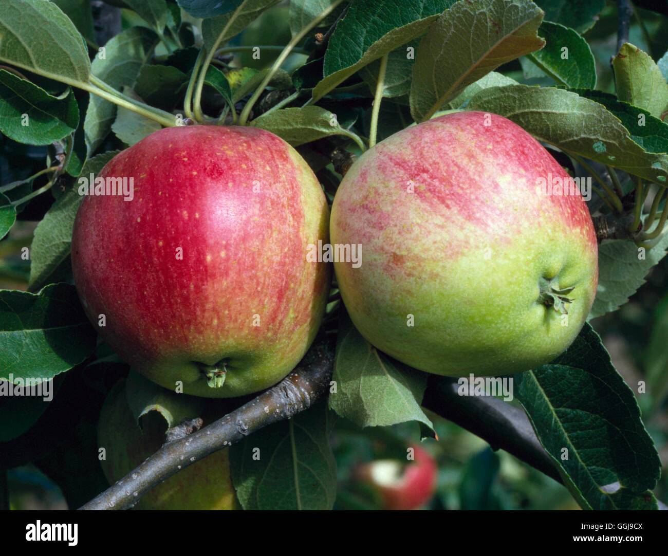 Apple - `Worcester Pearmain' AGM - (Early Dessert Variety) FRU040175 ...
