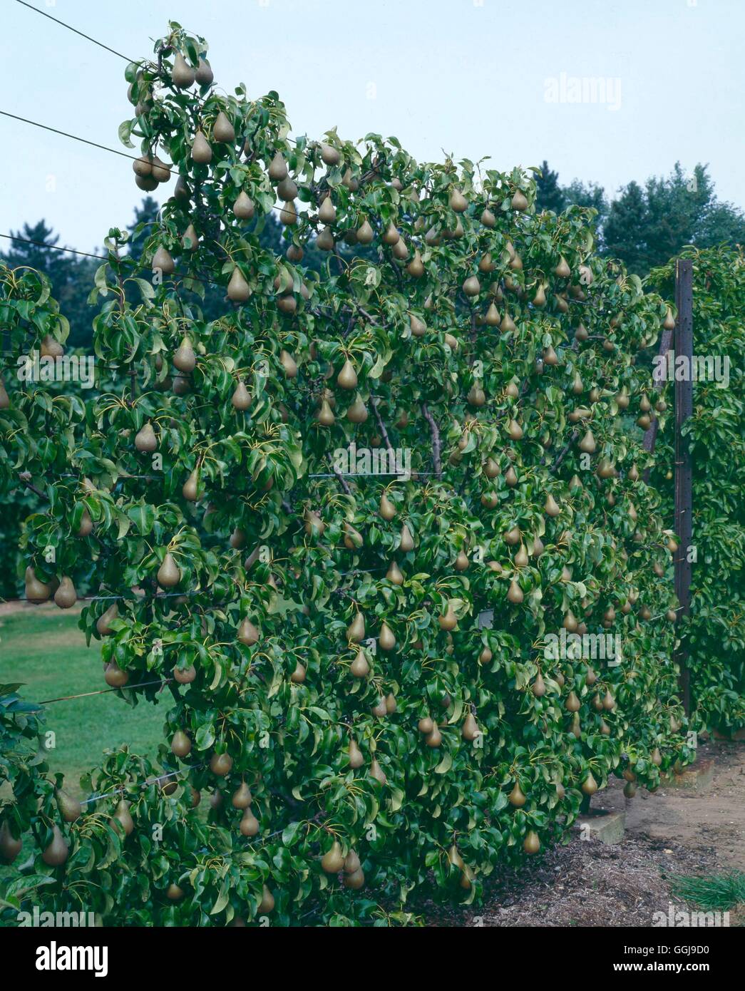 Conference pear tree hi-res stock photography and images - Alamy
