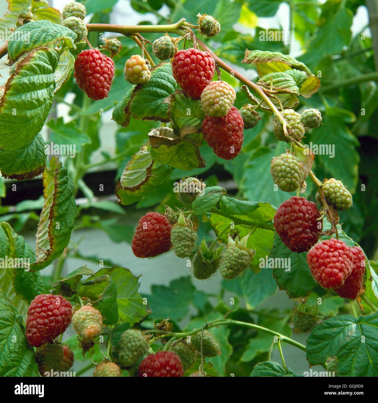 Raspberrybush hi-res stock photography and images - Alamy
