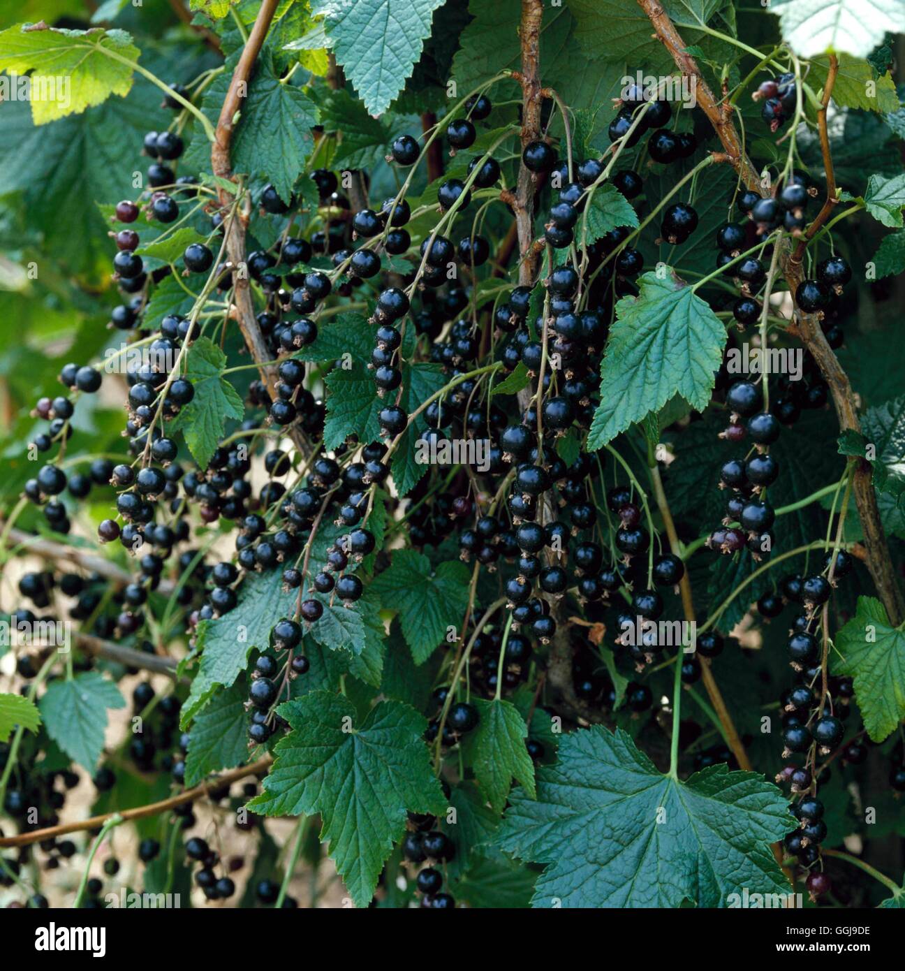 Malling jet hi-res stock photography and images - Alamy