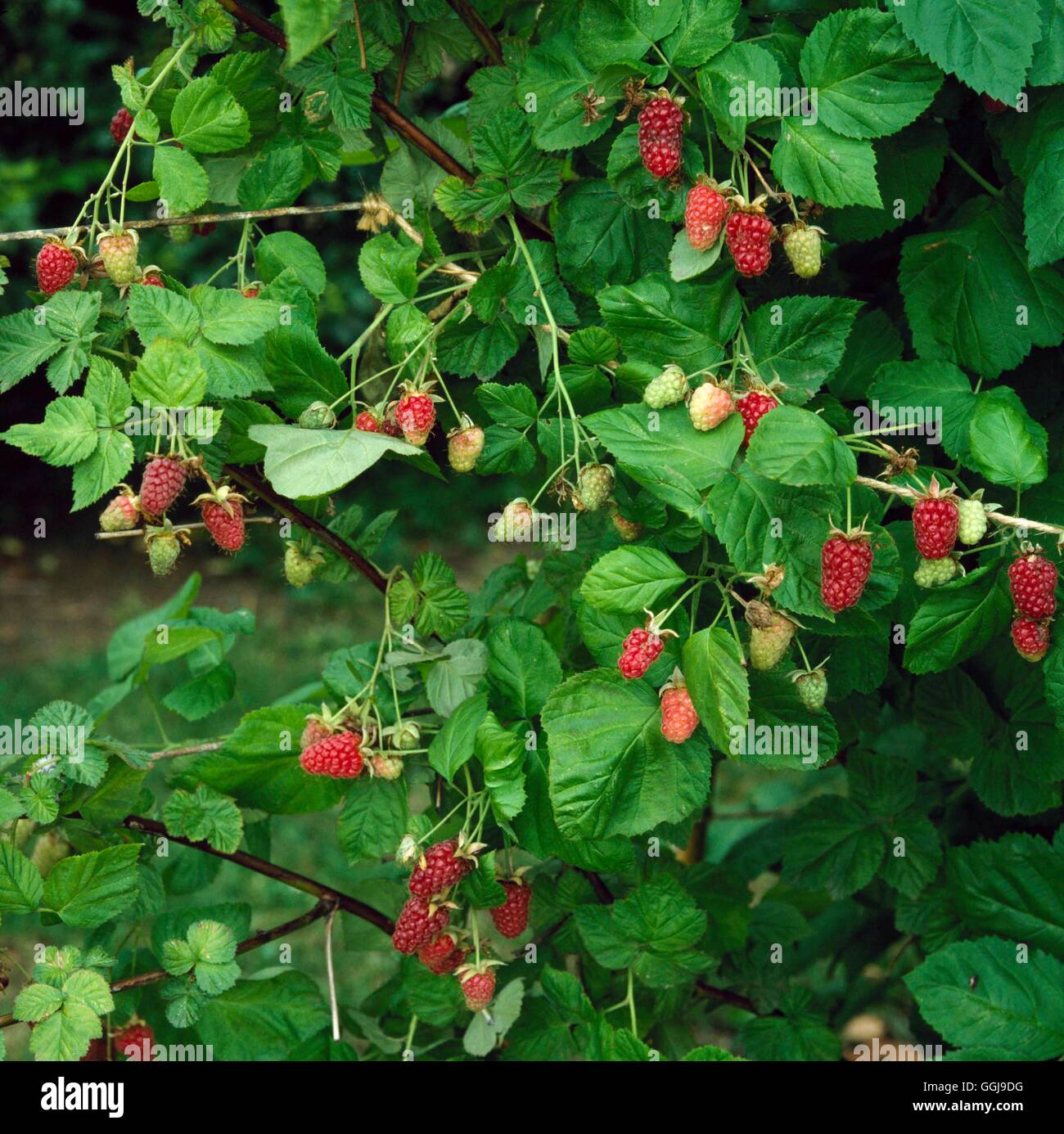 Loganberry - `Thornless' FRU040872 Stock Photo - Alamy