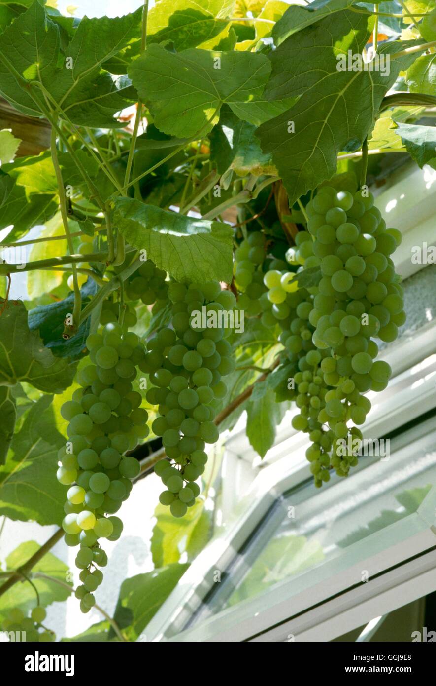Himrod grape hi-res stock photography and images - Alamy