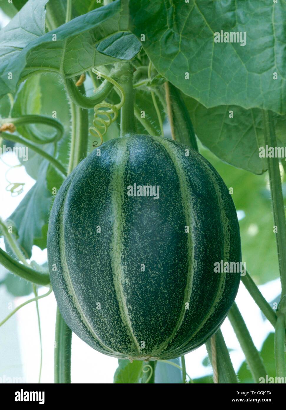 Melon - `Haogen' FRU047707 Stock Photo - Alamy