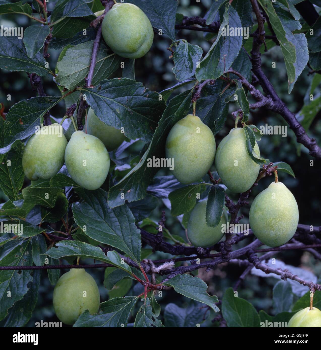 Date plum tree hi-res stock photography and images - Alamy