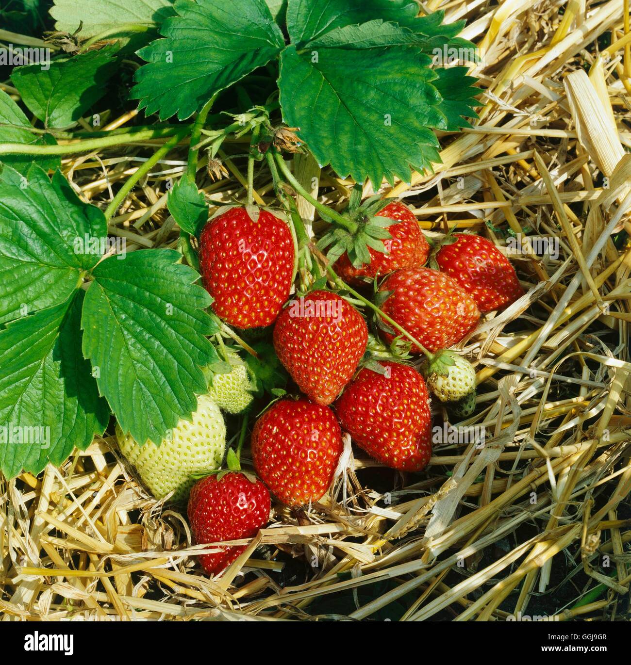 Fragaria strawberry hi-res stock photography and images - Alamy