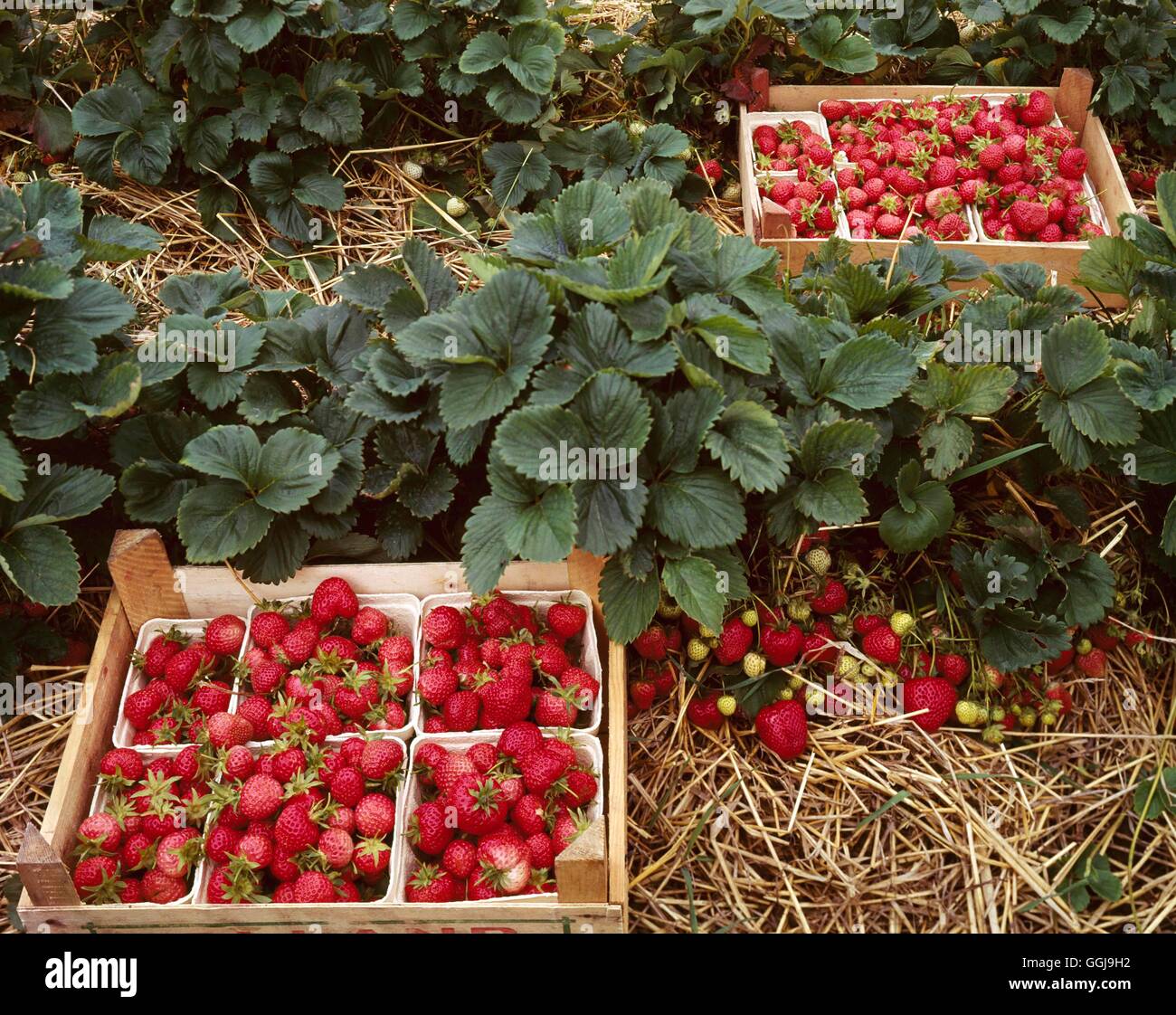 Strawberry - `Redgauntlet' freshly picked FRU048268 Stock Photo - Alamy