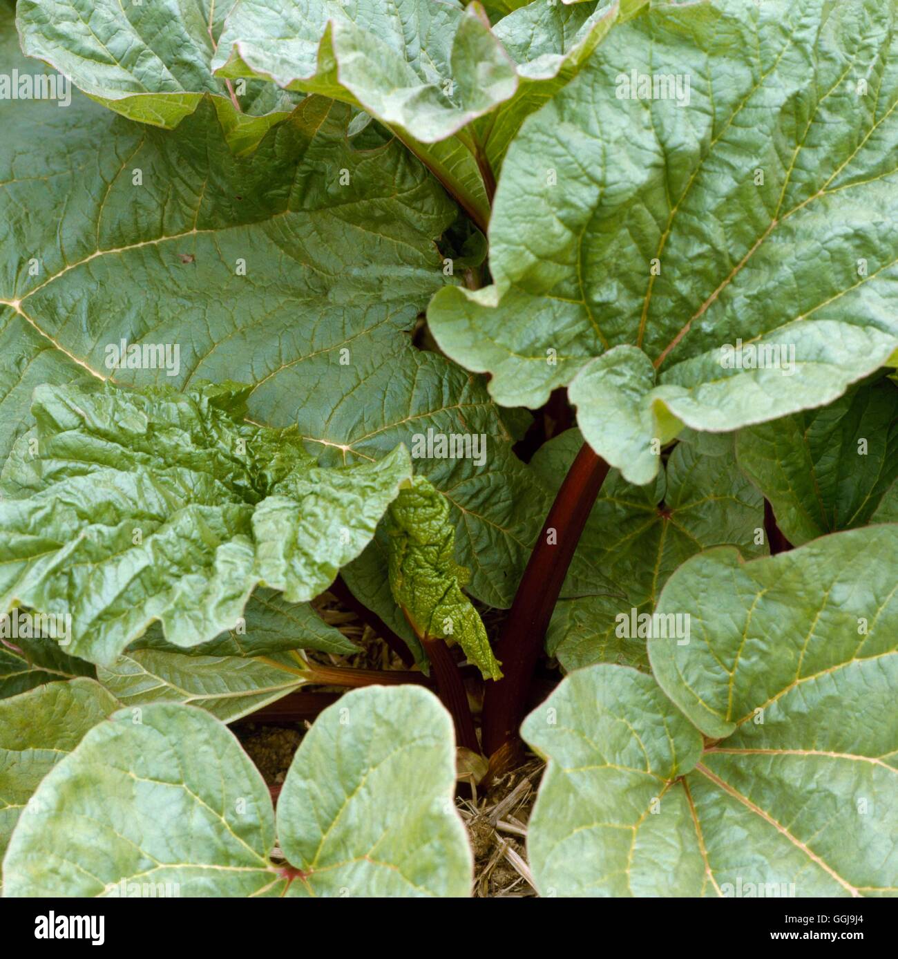 Rheum x hybridum hi-res stock photography and images - Alamy