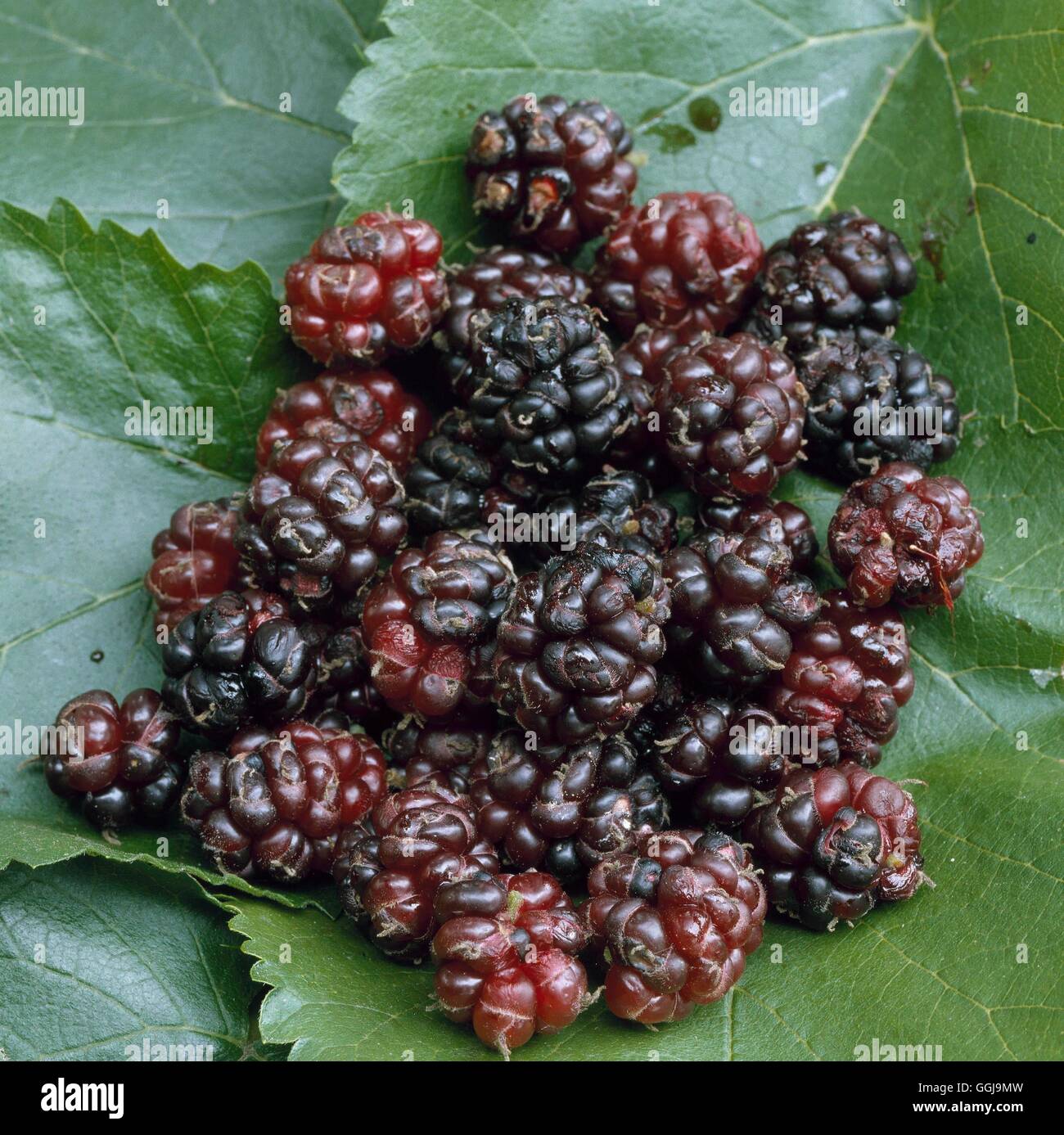 Mulberry hi-res stock photography and images - Alamy