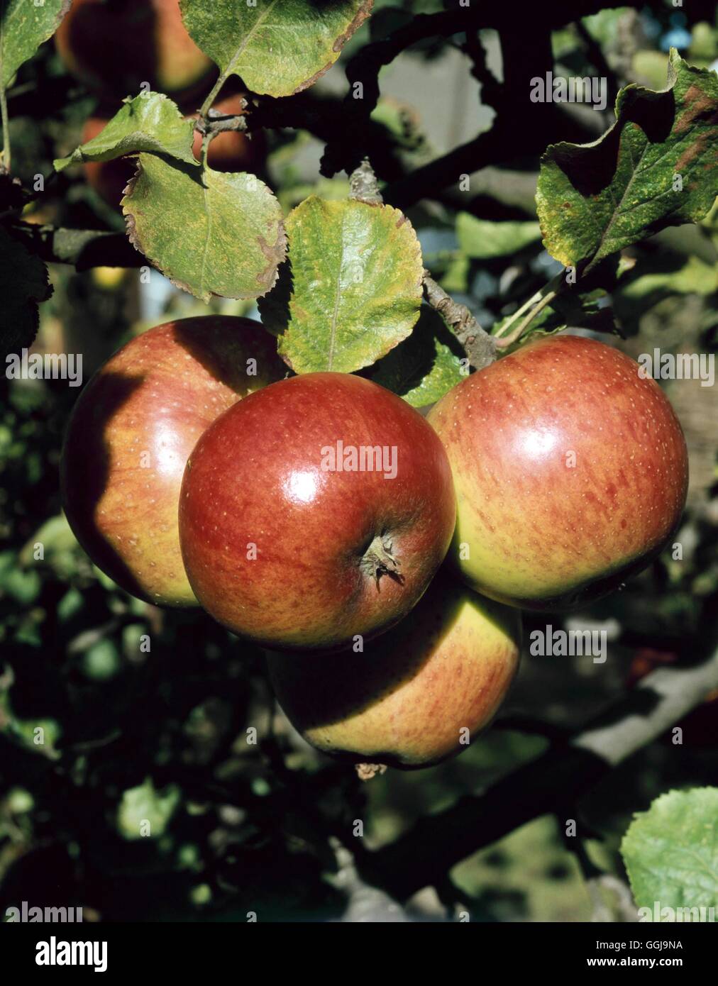 Fru075009 hi-res stock photography and images - Alamy