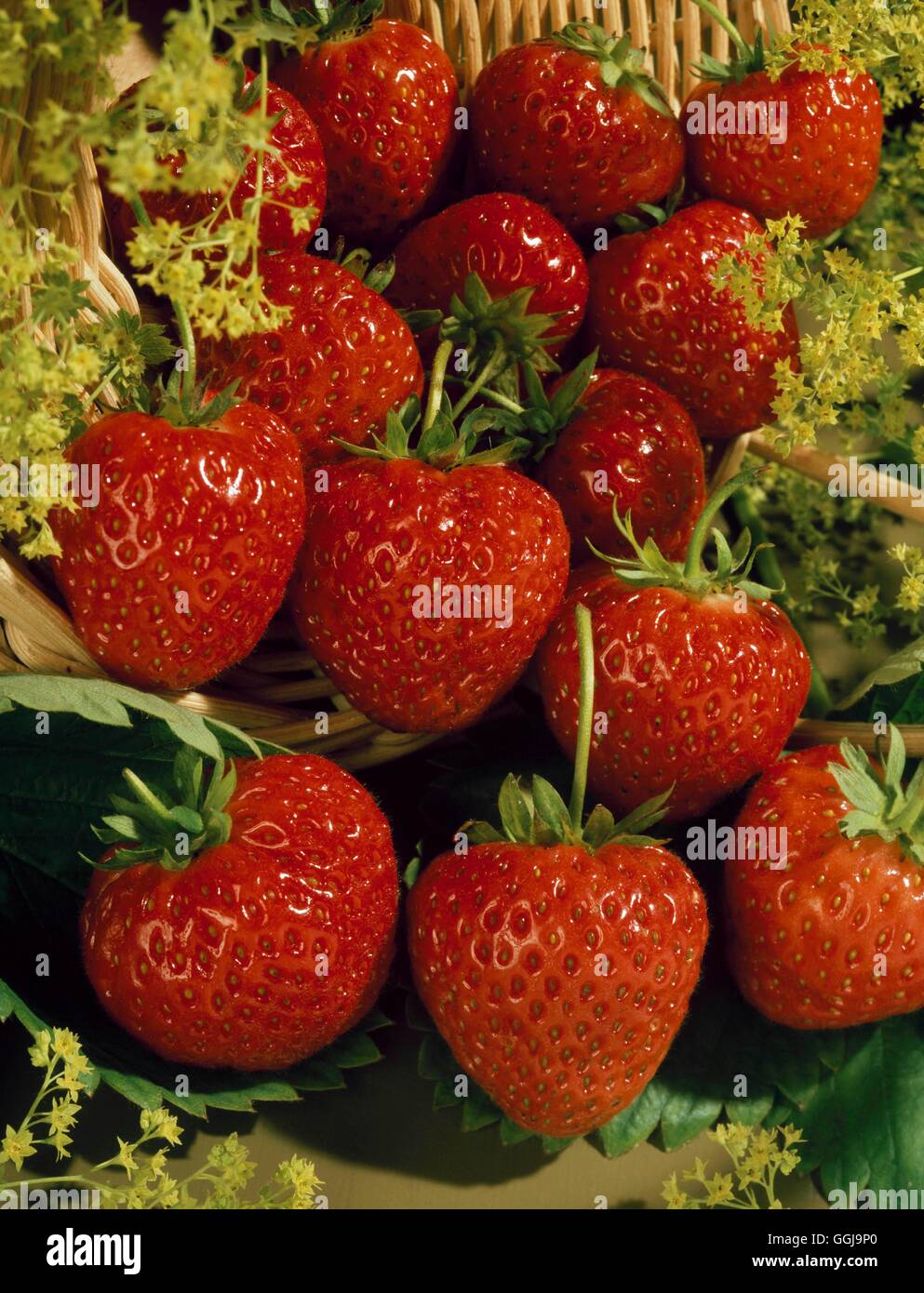 Strawberry - `Redgauntlet' FRU075121 Stock Photo - Alamy