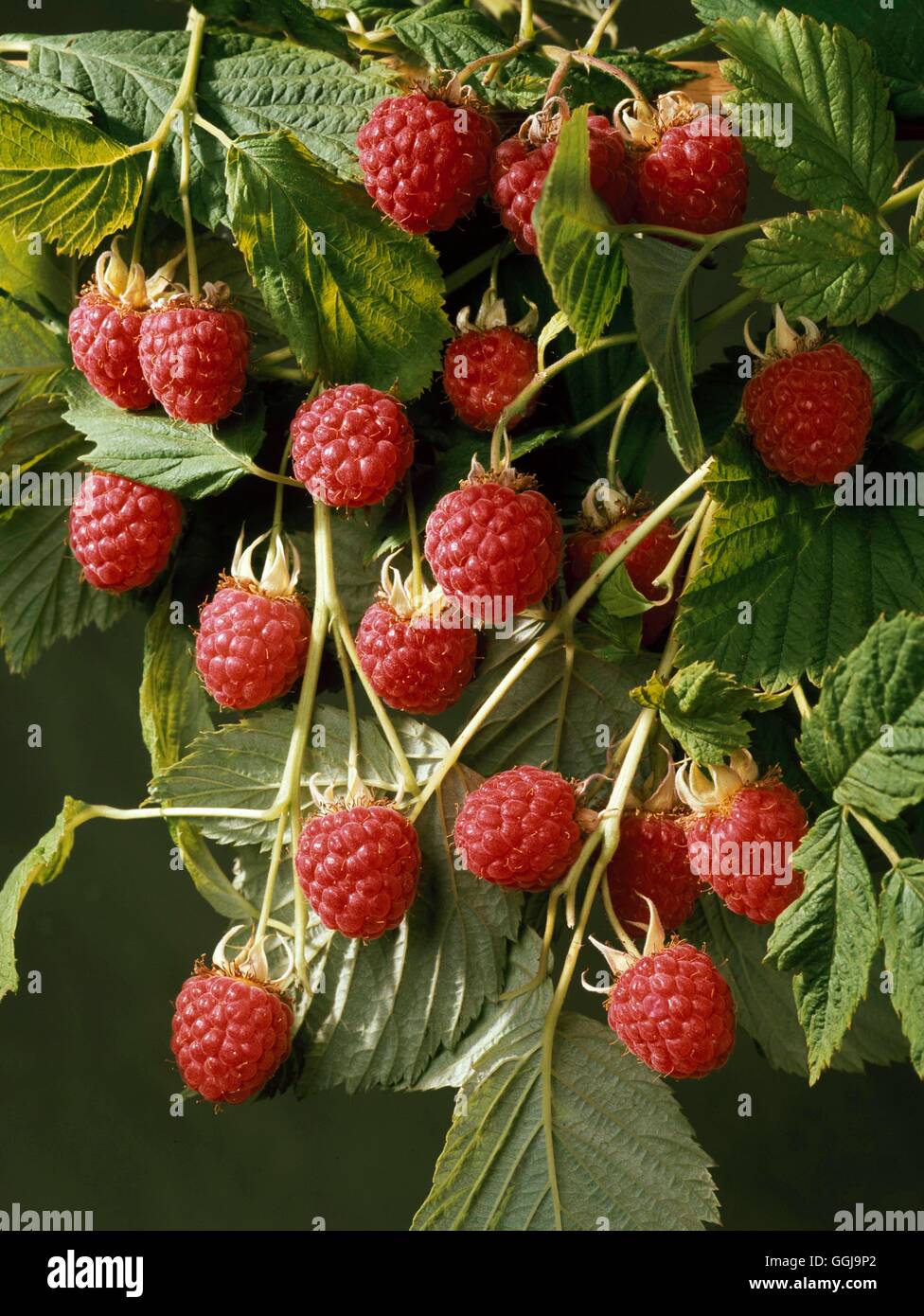 Raspberry - `Glen Clova' FRU075162 Stock Photo - Alamy