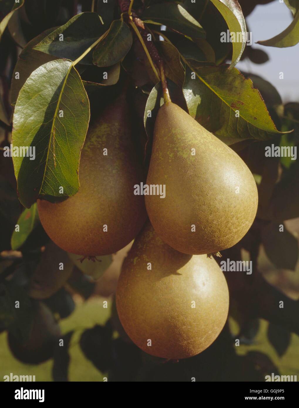 Pear - `Conference' FRU075195 Stock Photo - Alamy