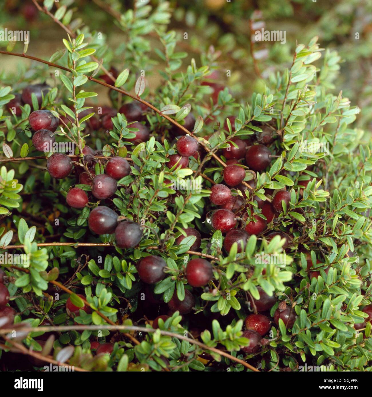 Cranberry - (Vaccinium oxycoccus) FRU078794 Stock Photo - Alamy