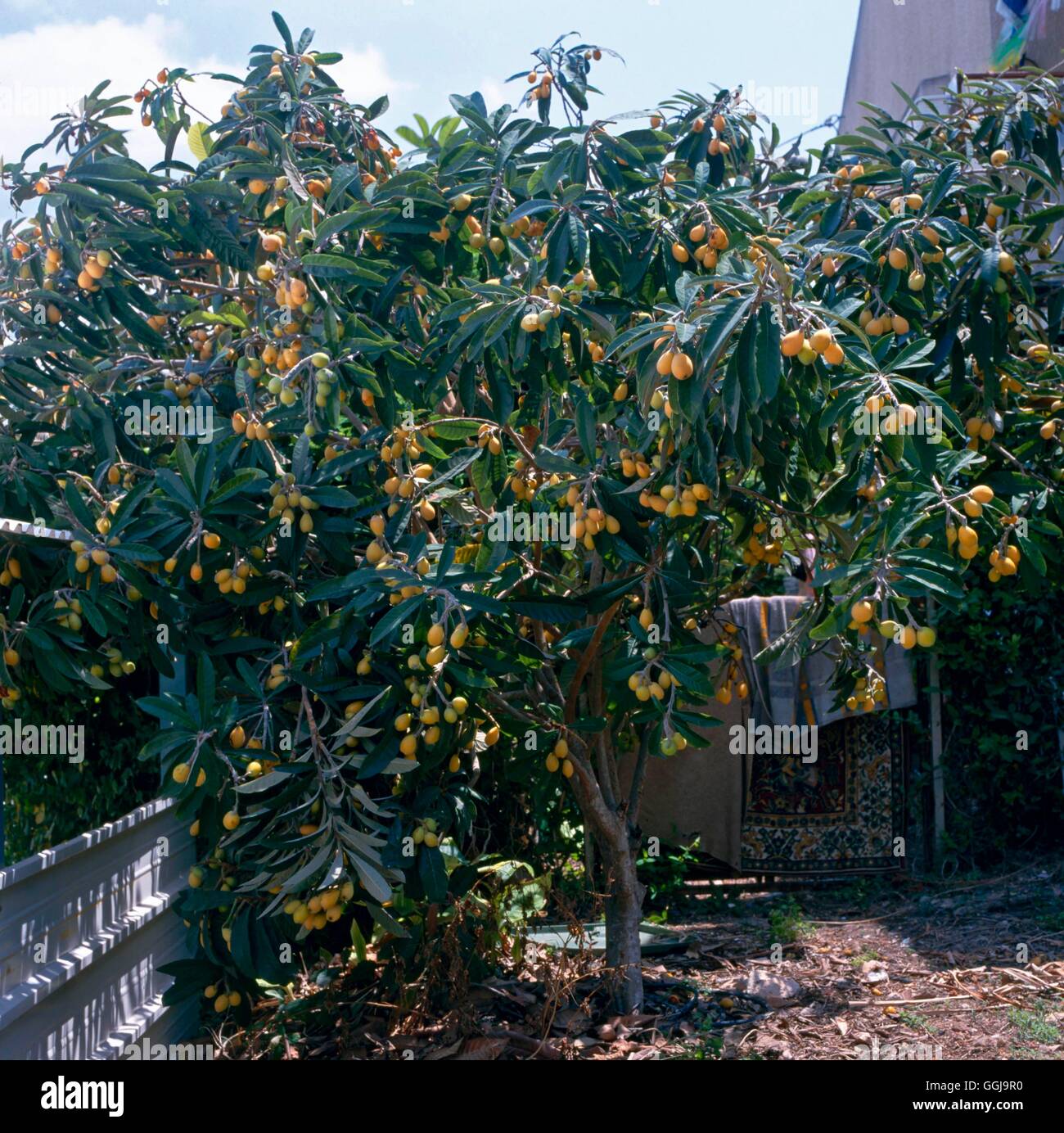 Loquat - (Eriobotrya japonica) FRU083402 Stock Photo - Alamy