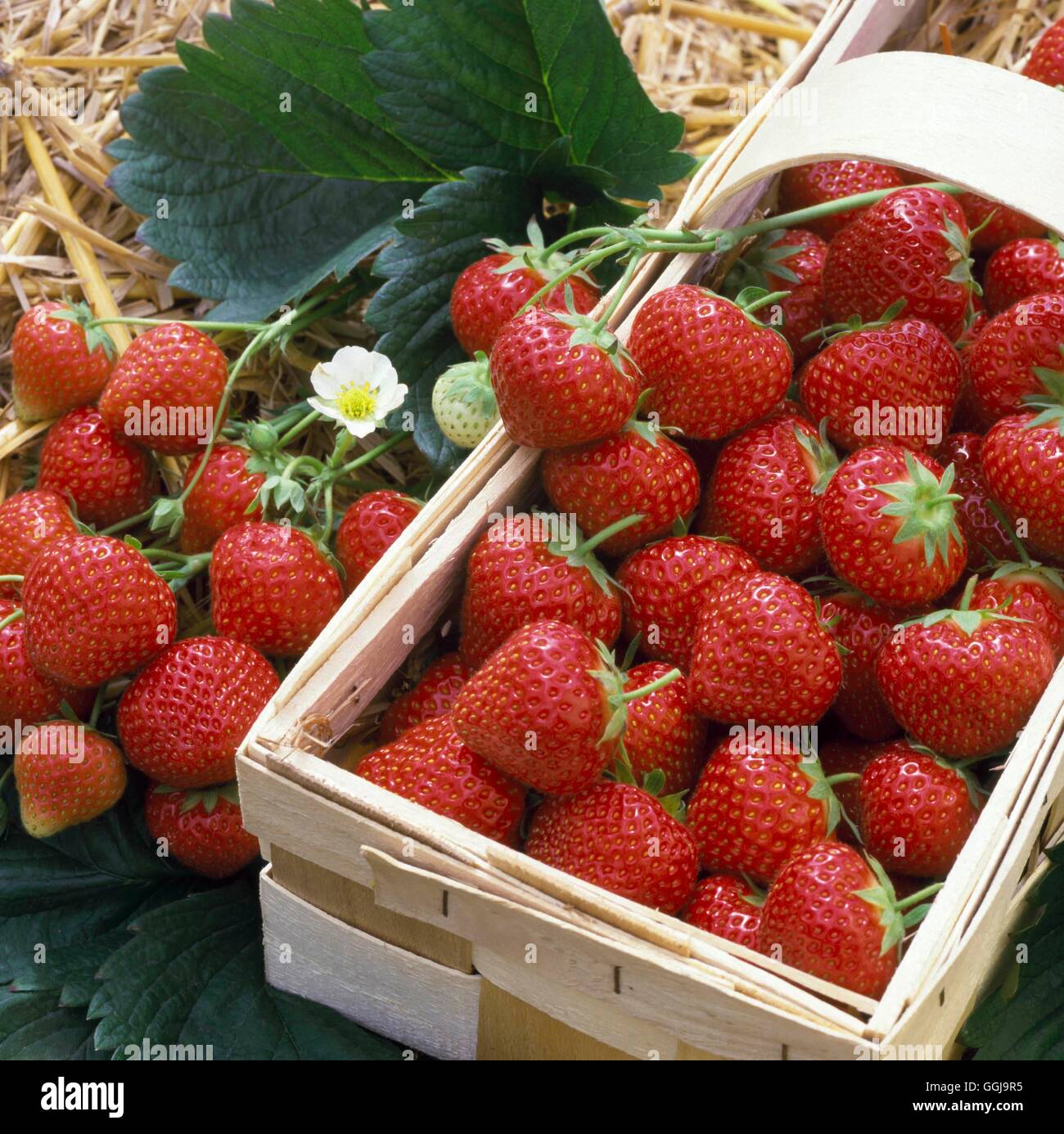 Elsanta hi-res stock photography and images - Alamy