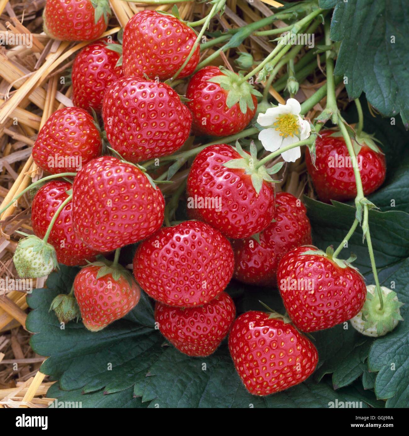 Strawberry - `Elsanta' FRU084821 Stock Photo - Alamy