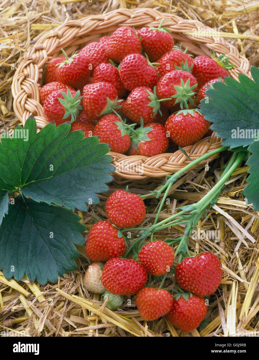 Elsanta hi-res stock photography and images - Alamy