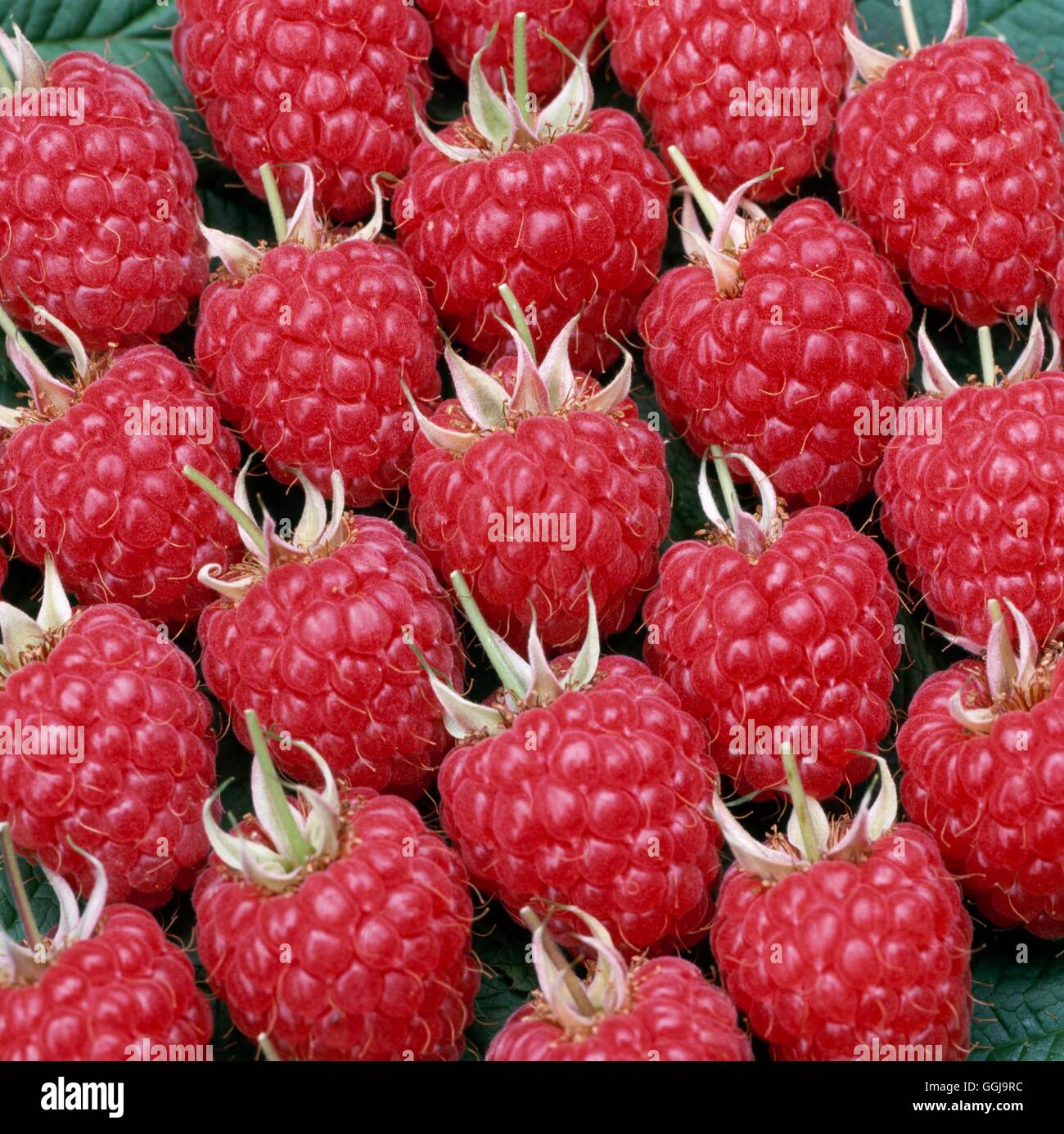 Ample hi-res stock photography and images - Alamy