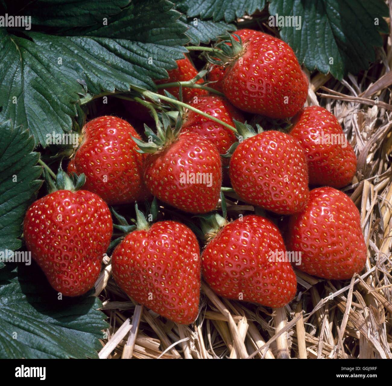 Strawberry - `Florence' (Late Summer Variety) FRU084866 Stock Photo - Alamy