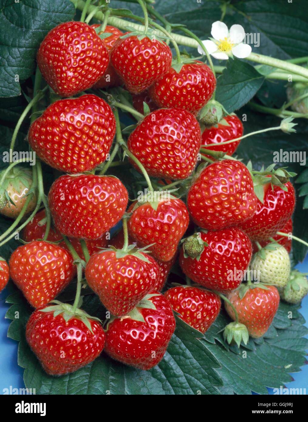 Elsanta hi-res stock photography and images - Alamy