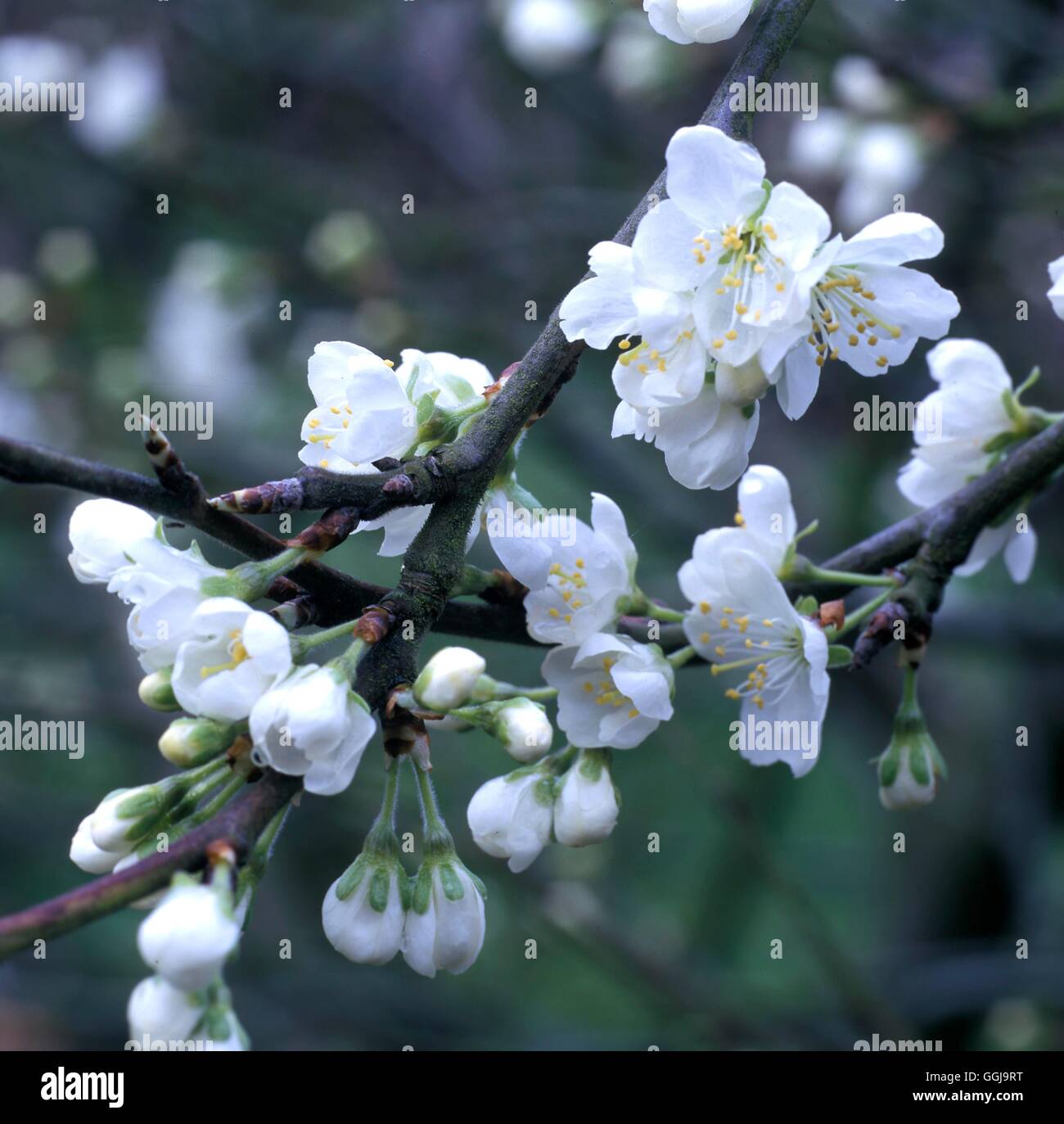 Date Plum Flower