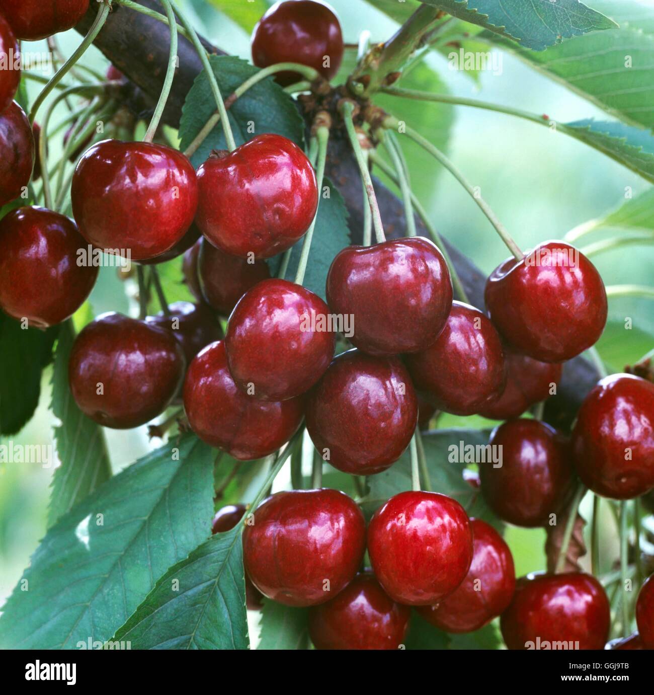 Cherry - 'Lapins' FRU091915 Stock Photo - Alamy