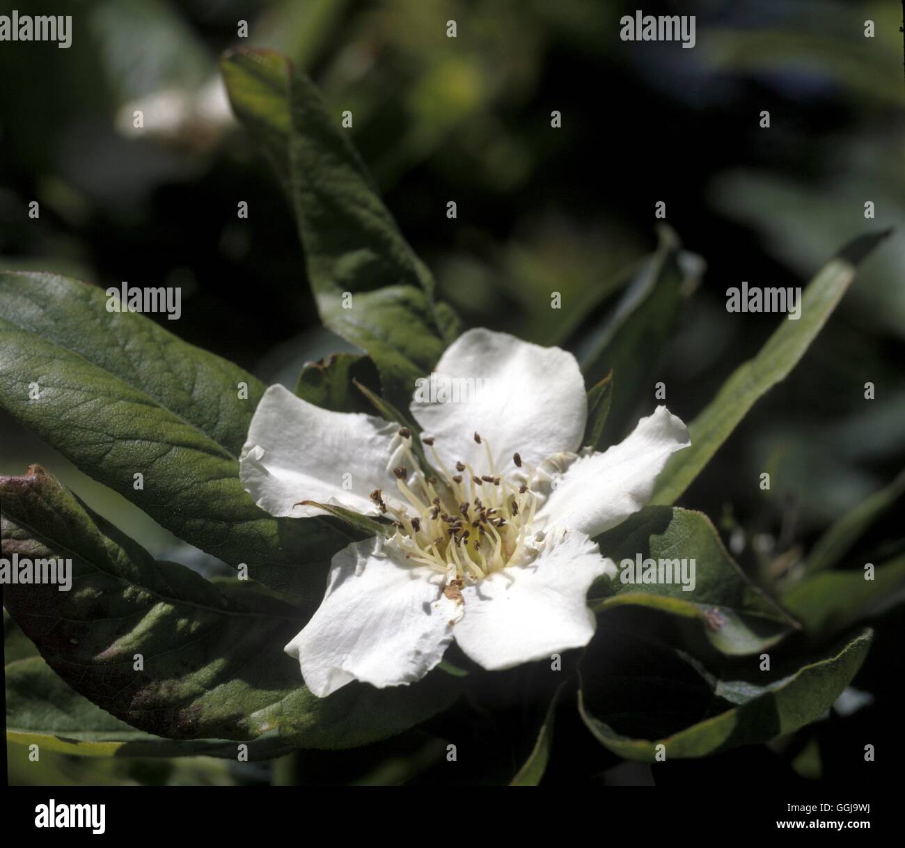 Mespilus germanica ‘nottingham’ hi-res stock photography and images - Alamy