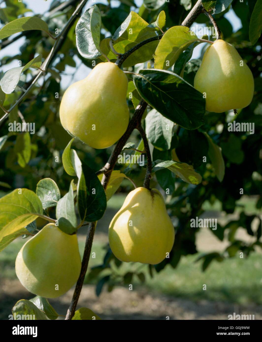 Quince - `Meech's Prolific FRU107074 Stock Photo - Alamy