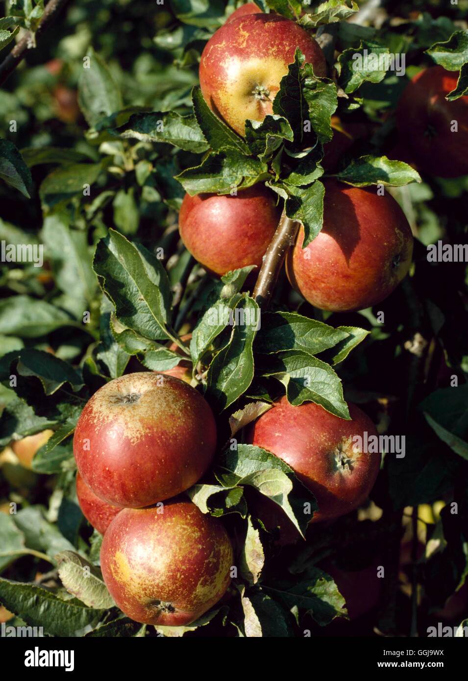 Jupiter jupiter hi-res stock photography and images - Alamy