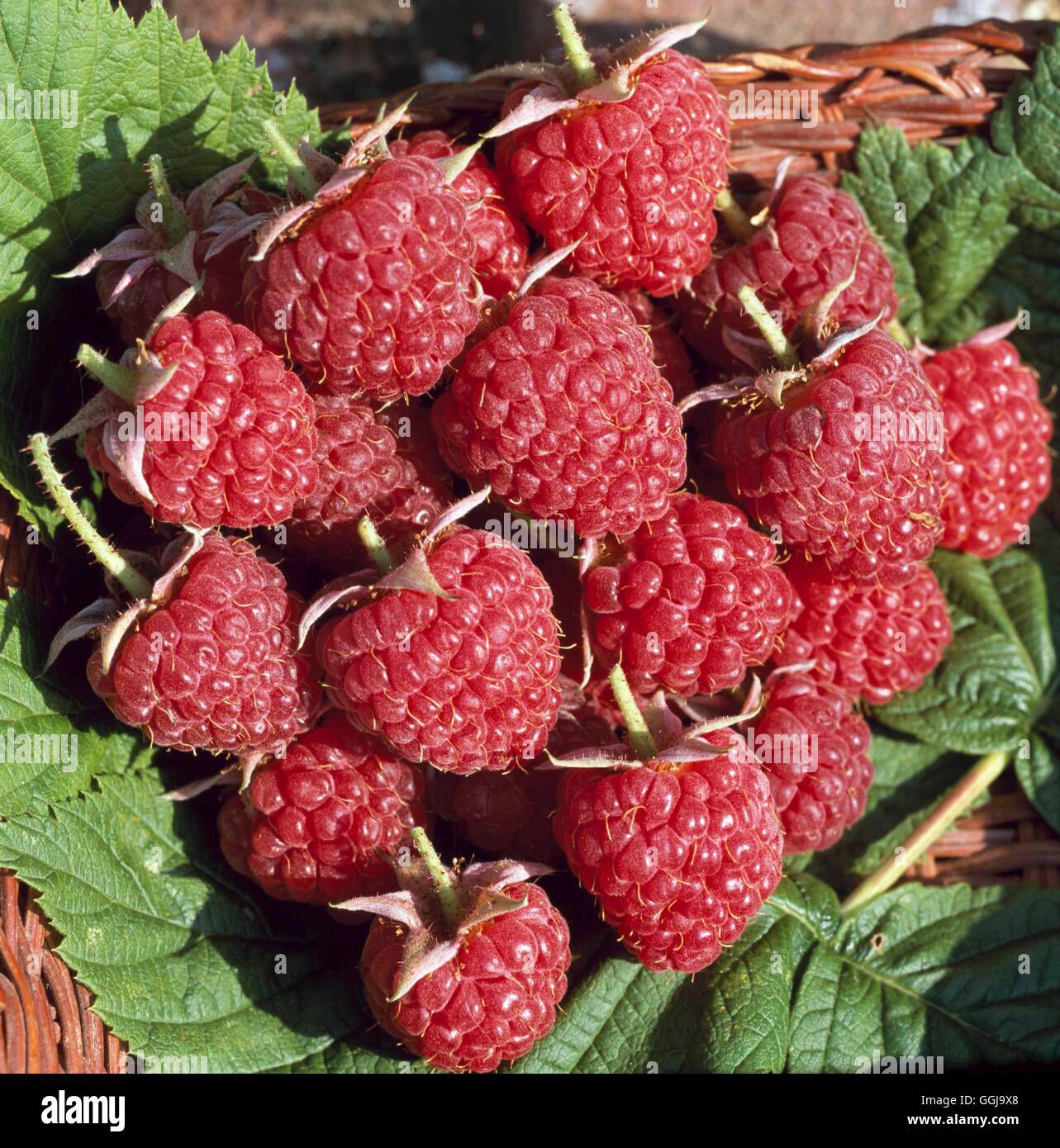 Raspberry - `Autumn Bliss' AGM FRU108871 Stock Photo - Alamy