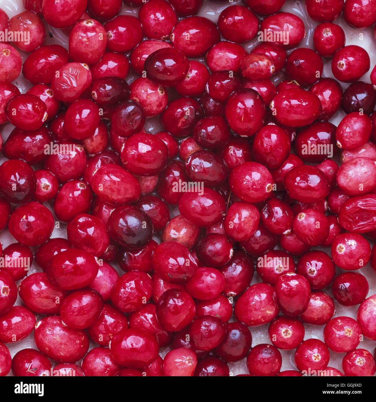 Oxycoccus hi-res stock photography and images - Alamy