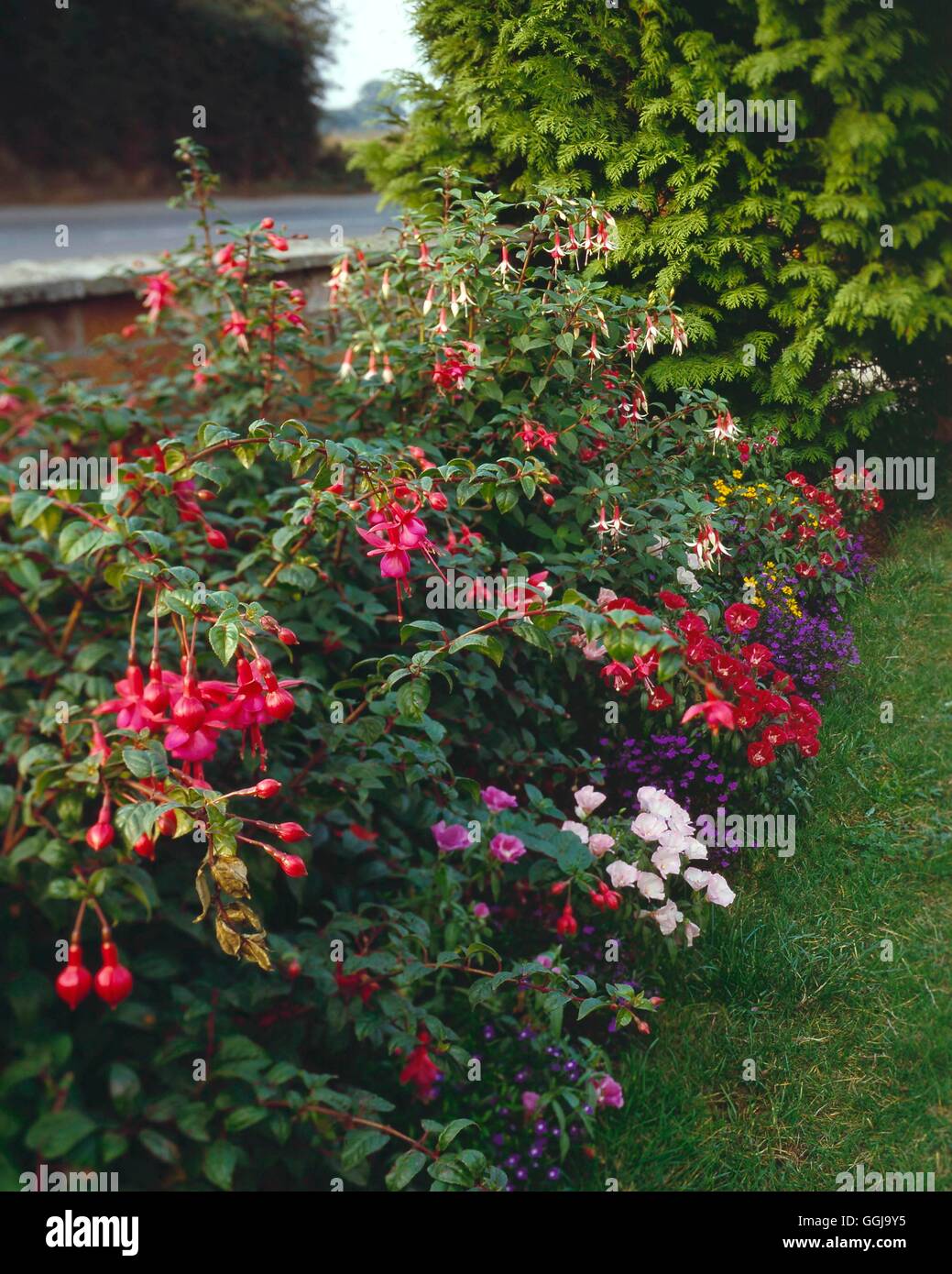 Fuchsia border hi-res stock photography and images - Alamy