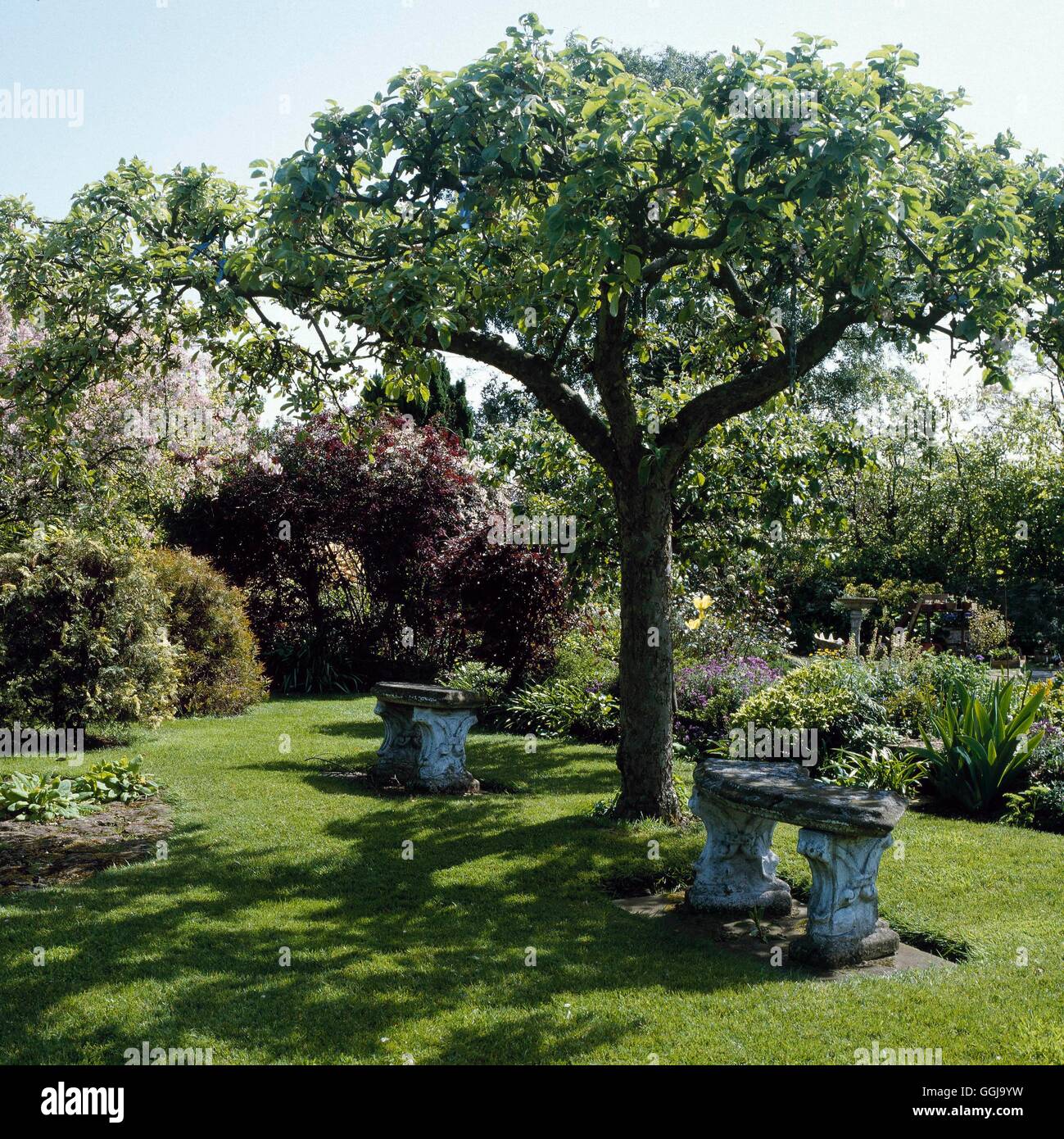 Seats Under Tree High Resolution Stock Photography and Images - Alamy