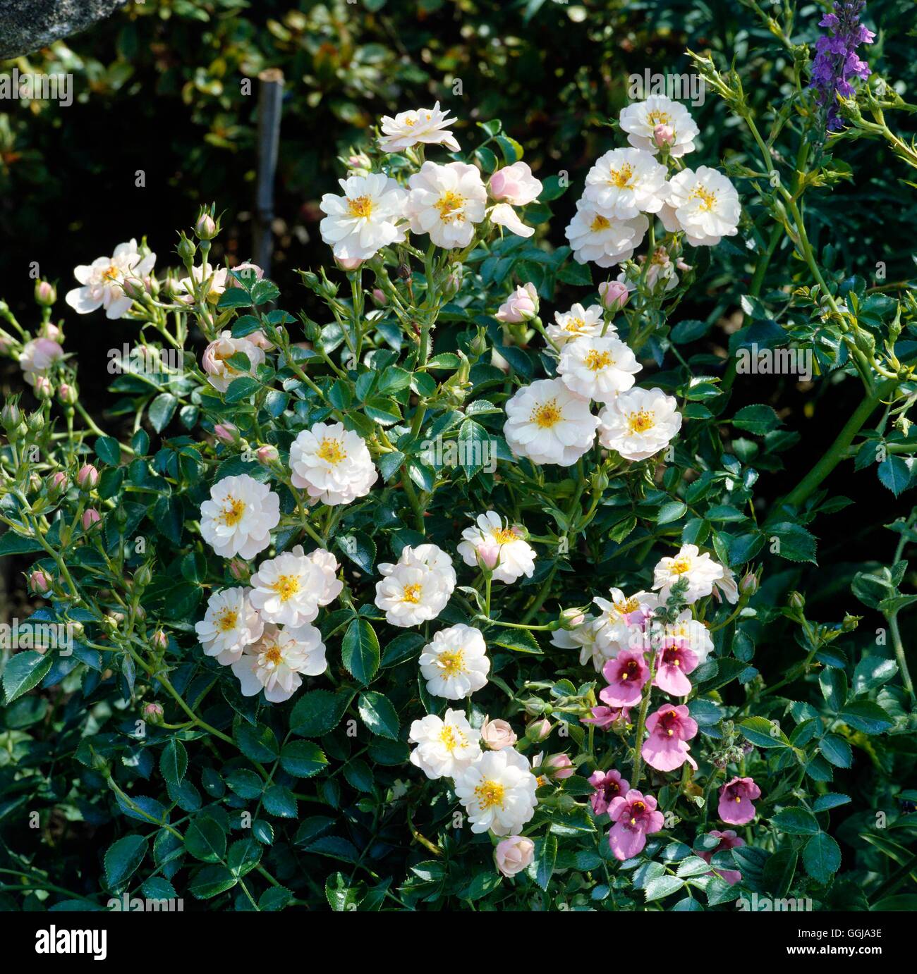 Ground Cover Roses - Rosa `Avon' GCR044227 Stock Photo - Alamy