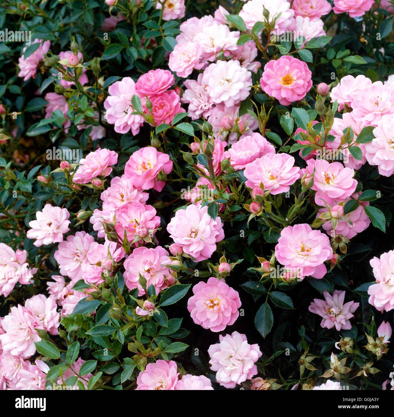 Rose series hi-res stock photography and images - Alamy