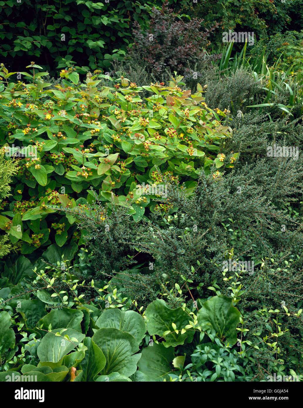 Ground Cover - with Bergenia Vinca Hypericum and Cotoneaster GDC049646 Stock Photo - Alamy