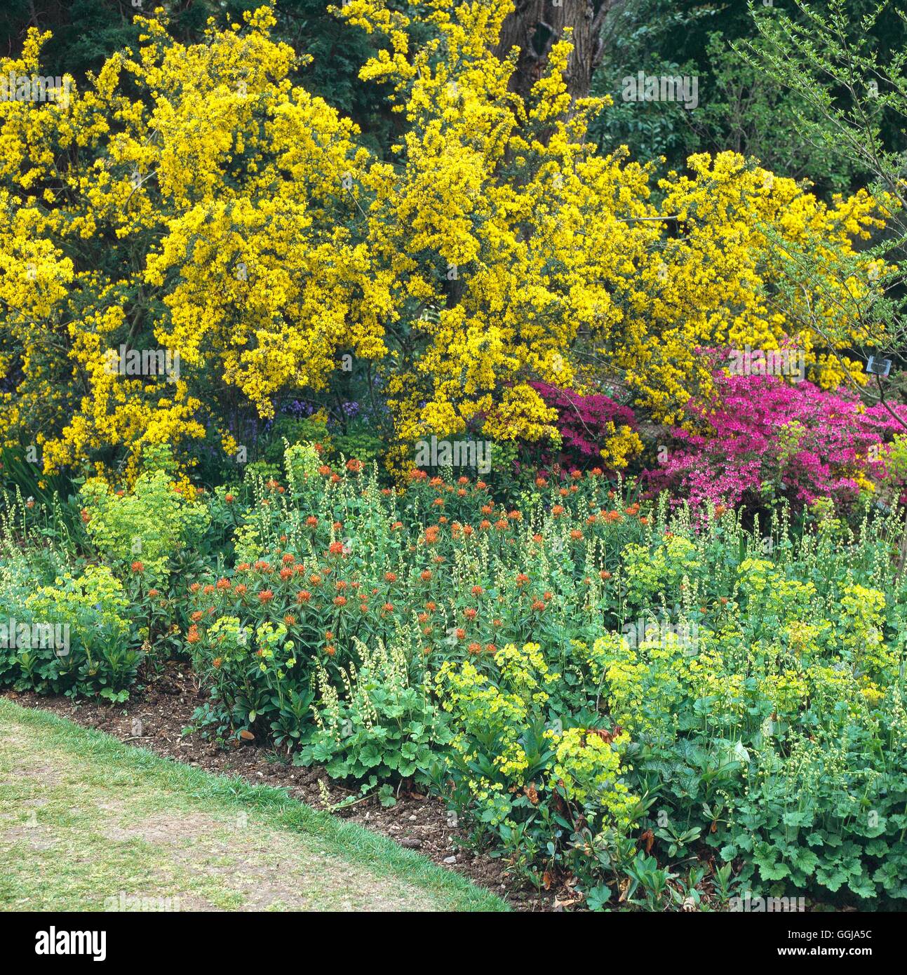 Ground Cover - of Euphorbias and Tellima beneath Genista and Azalea ...