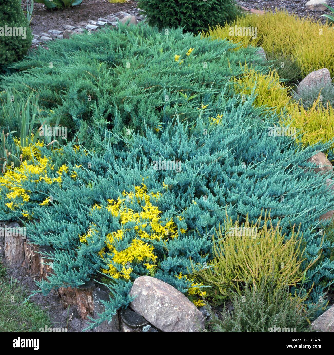 Ground Cover - of Juniperus GDC090876 Stock Photo - Alamy